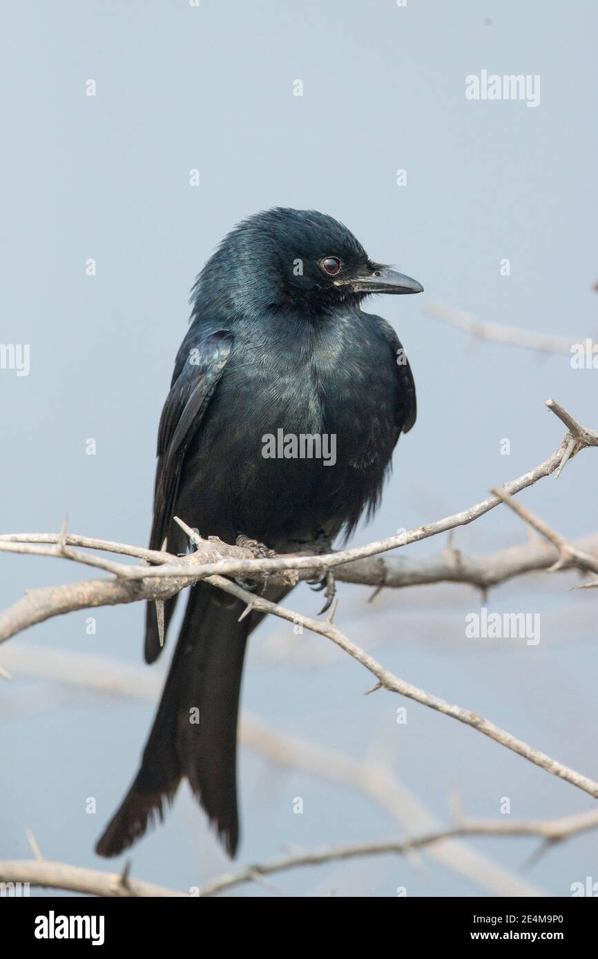 Black Drongo (Dicrurus macrocercus) perched on a tbranch Stock Photo ...