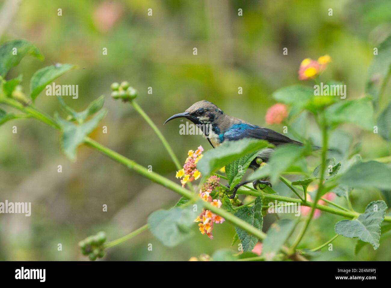 Purple Sunbird (Cinnyris asiaticus), immature male Stock Photo - Alamy