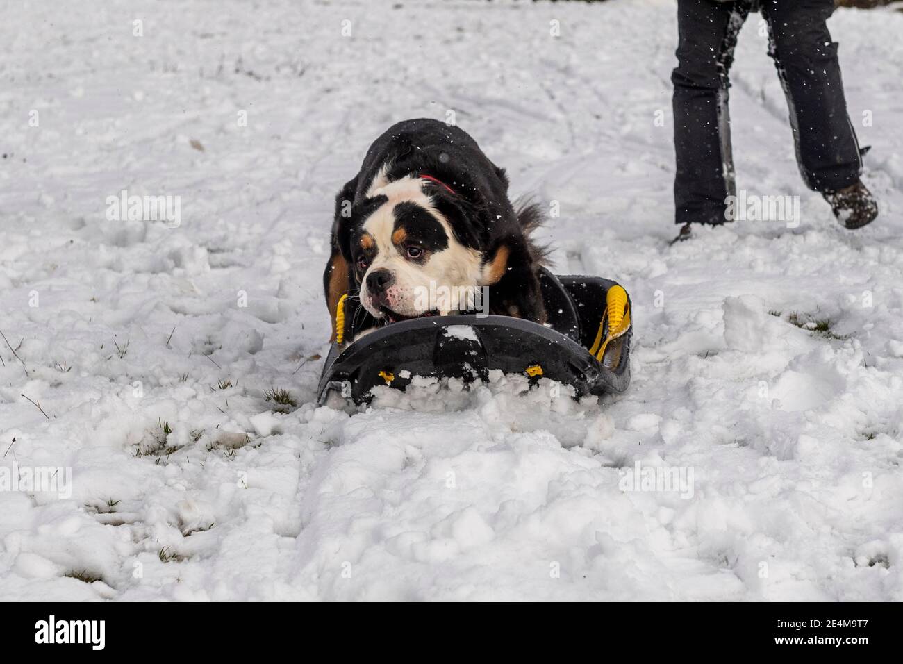Irish moose hi-res stock photography and images - Alamy
