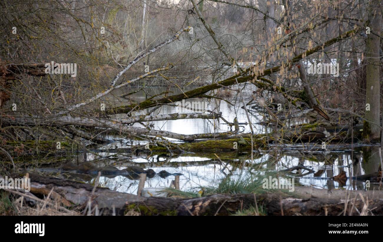 Nature left to itself Stock Photo - Alamy