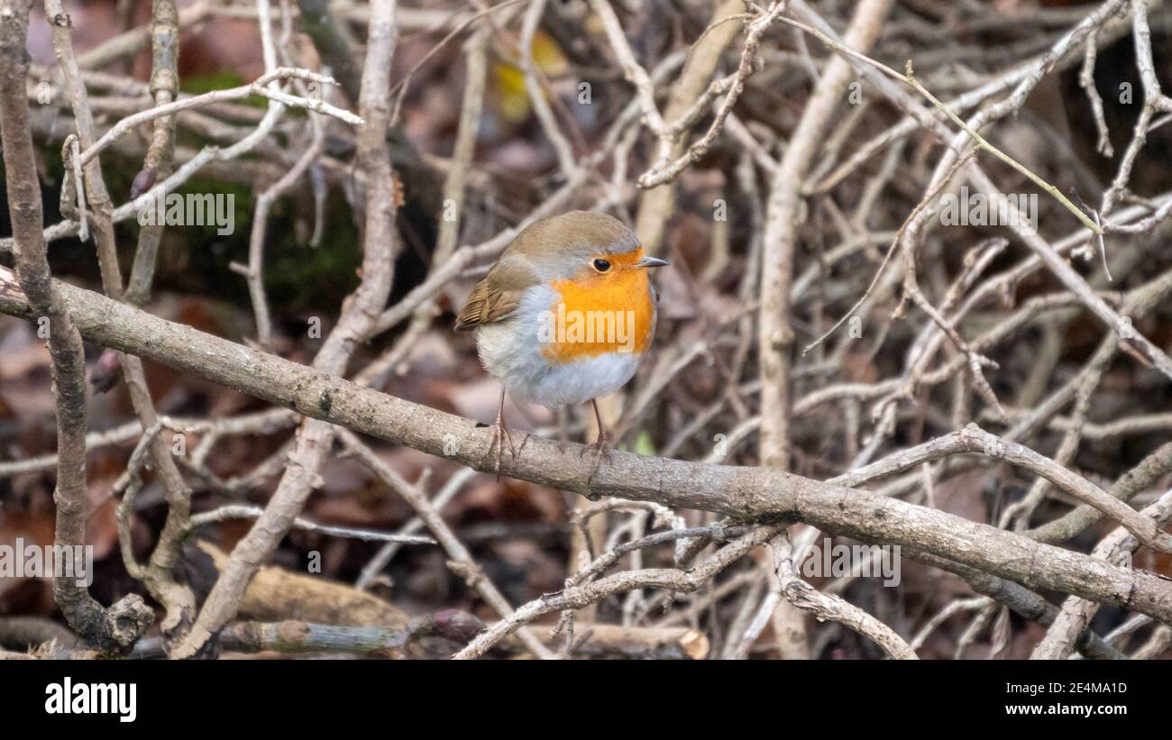 Side view robin bird on hi-res stock photography and images - Alamy