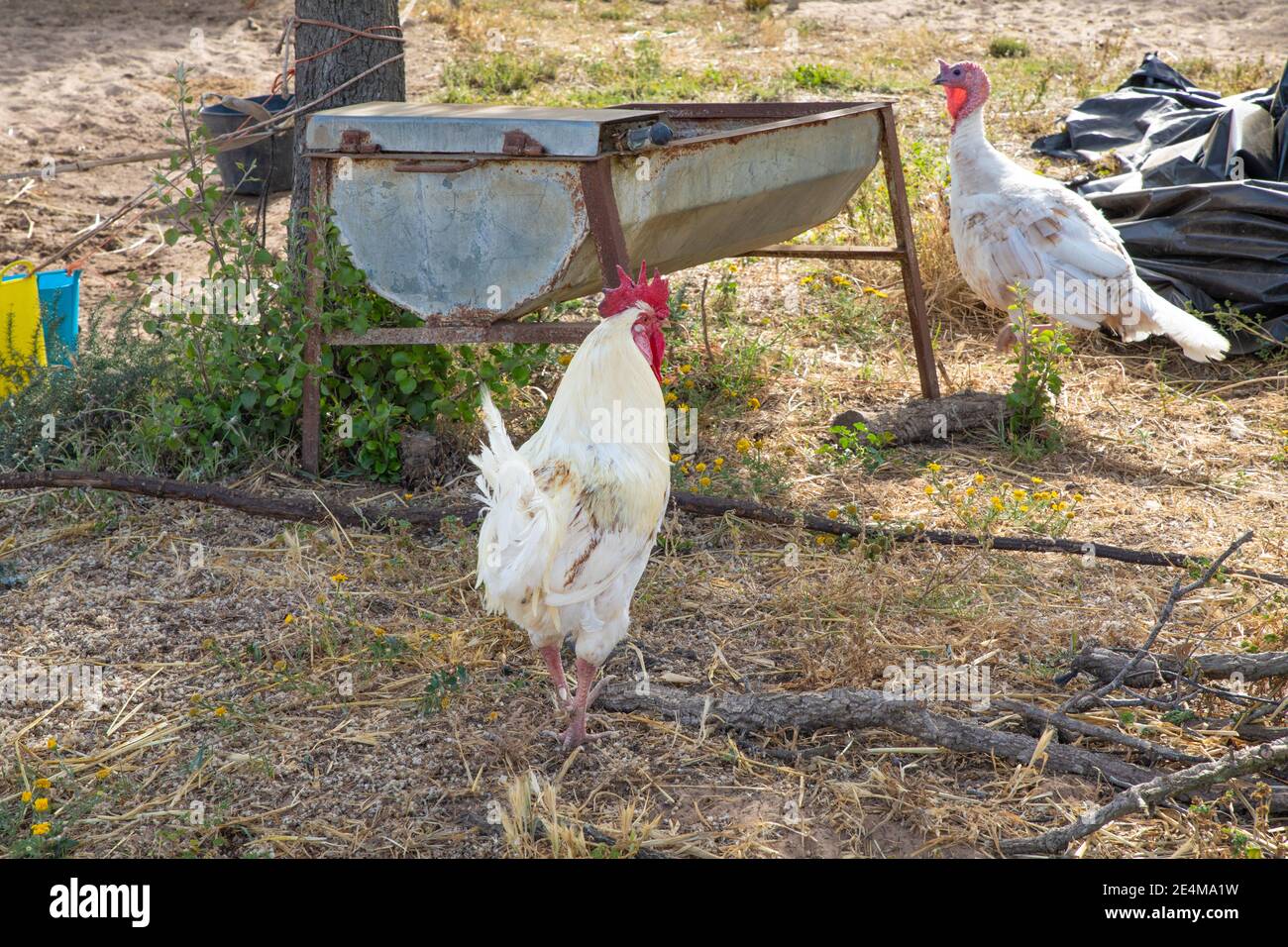 a white rooster and a turkey walking free on the field of a farm Stock ...