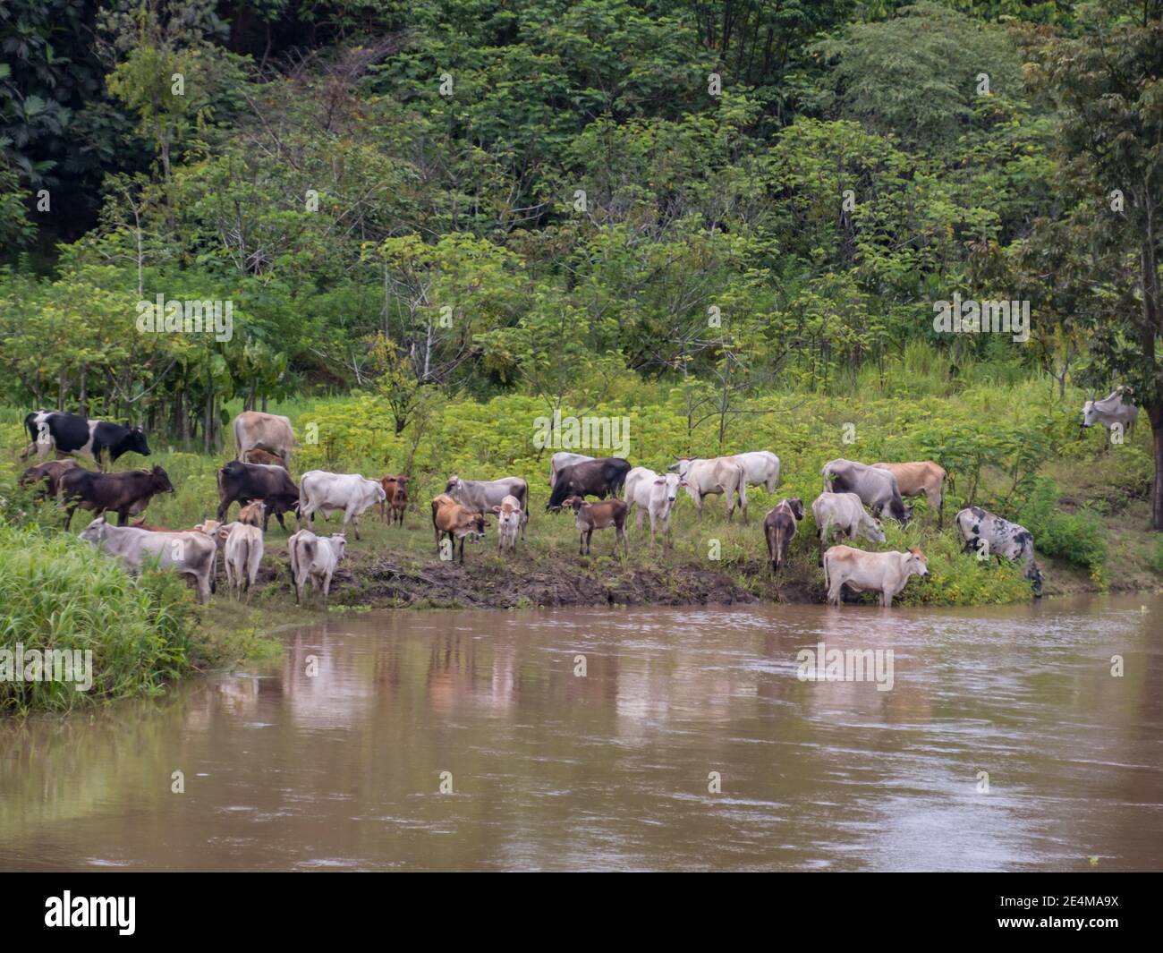 Cows graze on the banks of the Amazon River, Peru, Amazonia, South ...