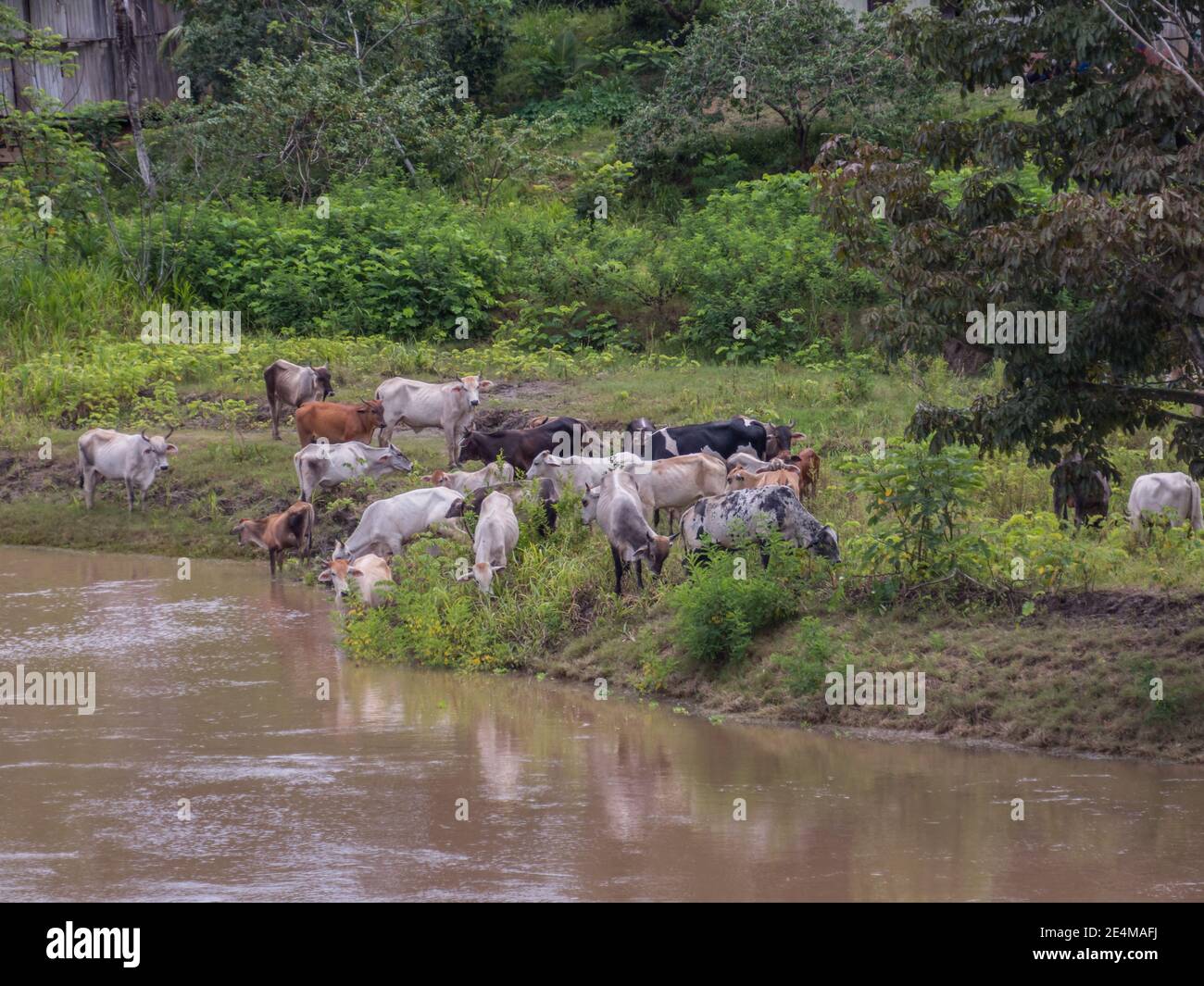 Cows graze on the banks of the Amazon River, Peru, Amazonia, South ...