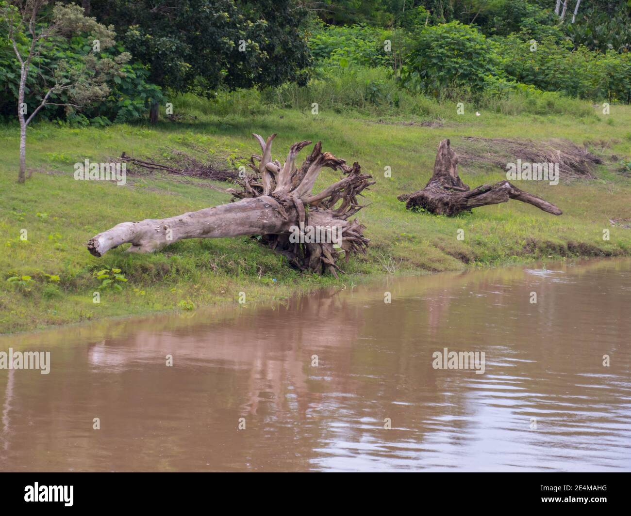 A huge tree trunk brought by the river against the backdrop of a green ...