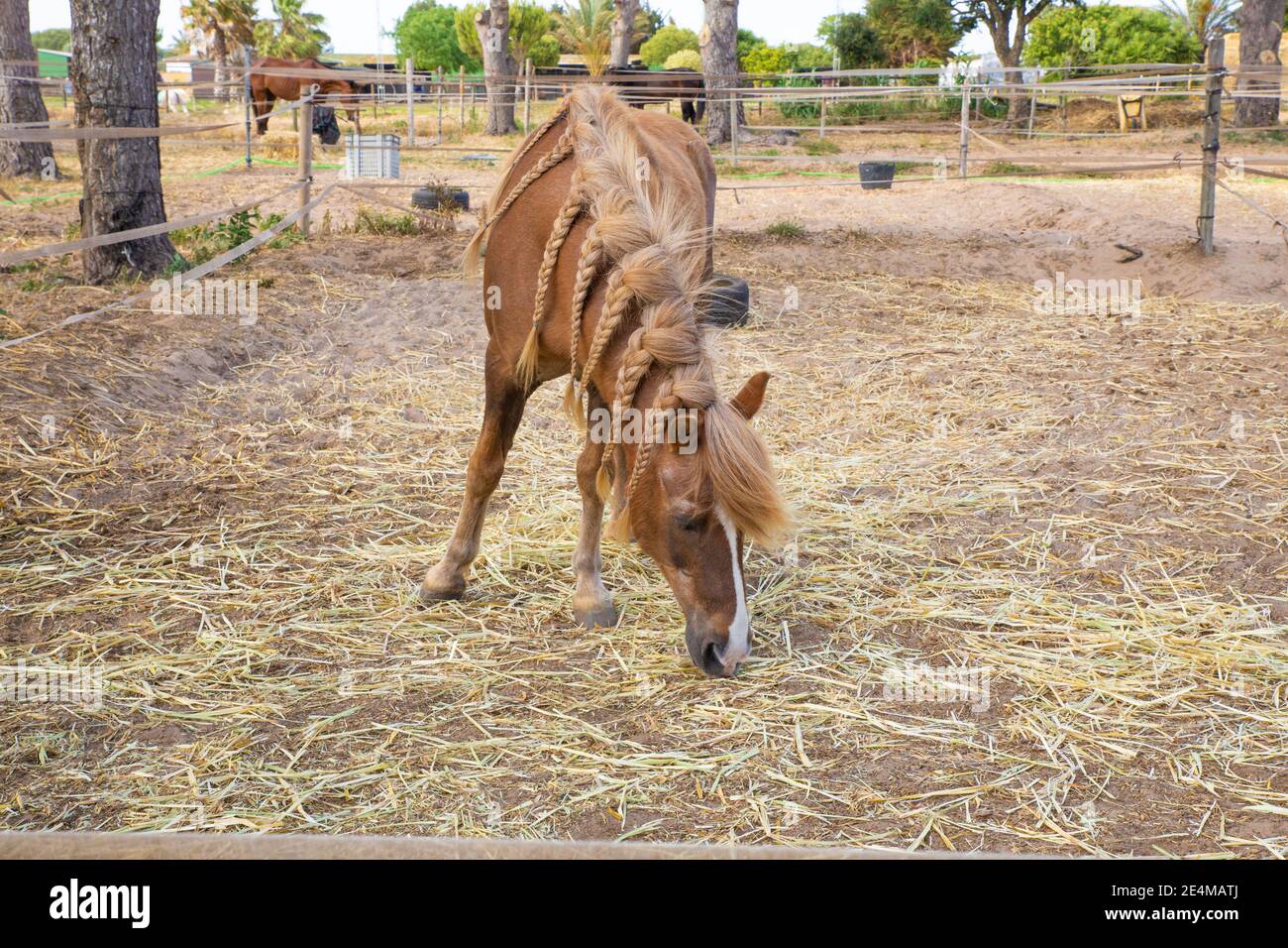 Pigtail Farm High Resolution Stock Photography and Images - Alamy