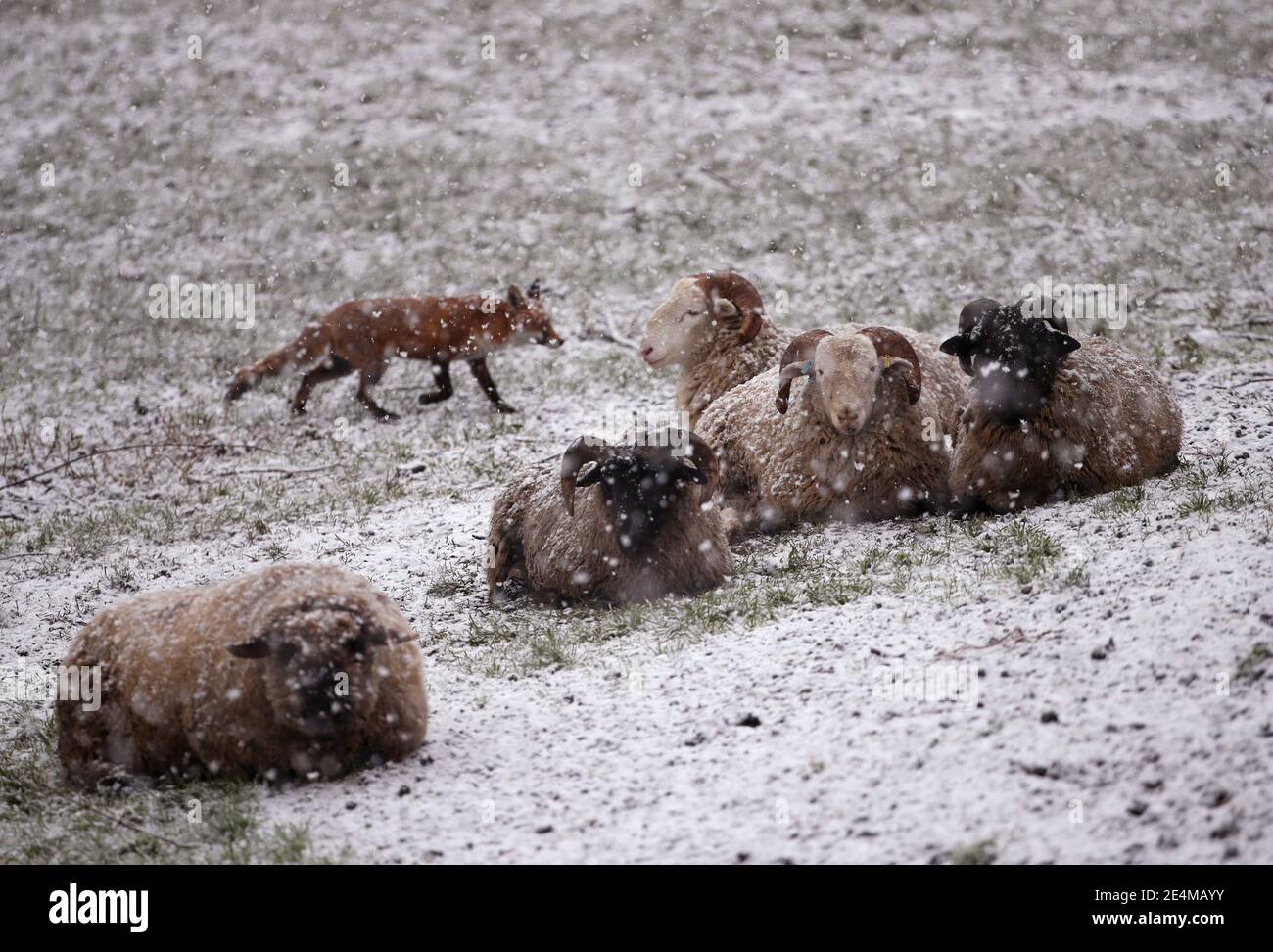 A fox trotting past sheep during a snow shower in Mudchute Park and ...