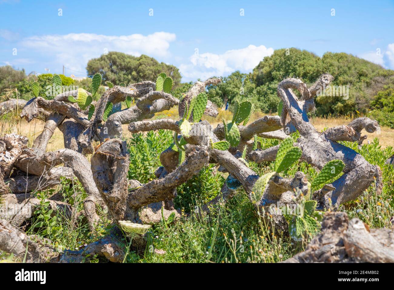 big plant cactus opuntia ficus-indica (also named Cactus Pear, Nopal ...