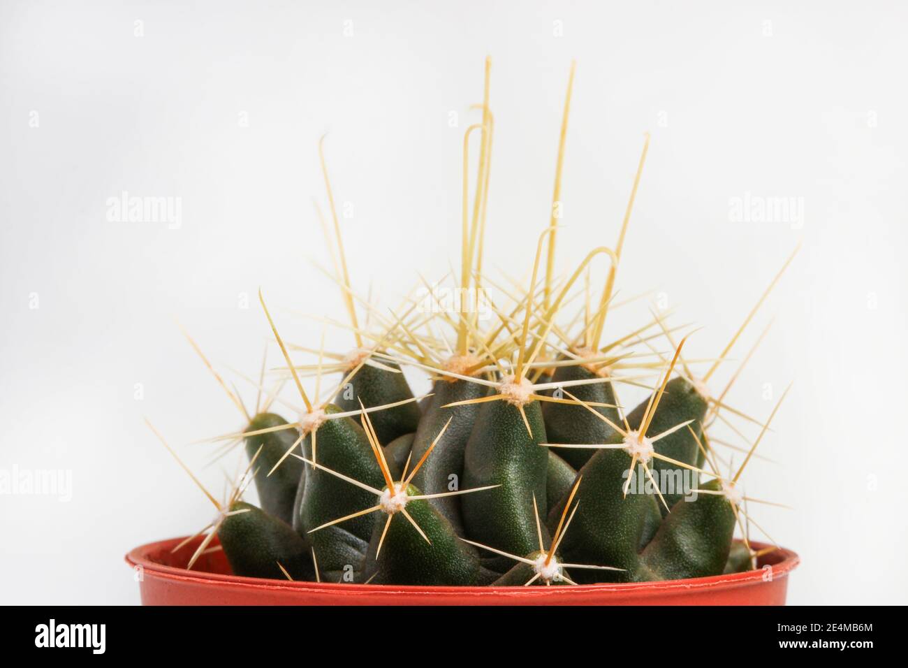 Cactus with long spine hooks in a pot isolated on white Stock Photo - Alamy