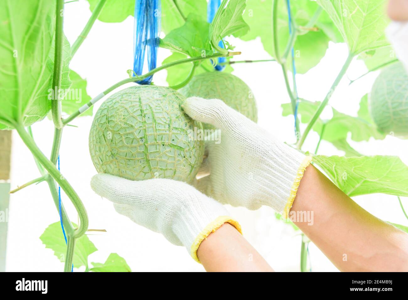 Scratch gloves hi-res stock photography and images - Alamy