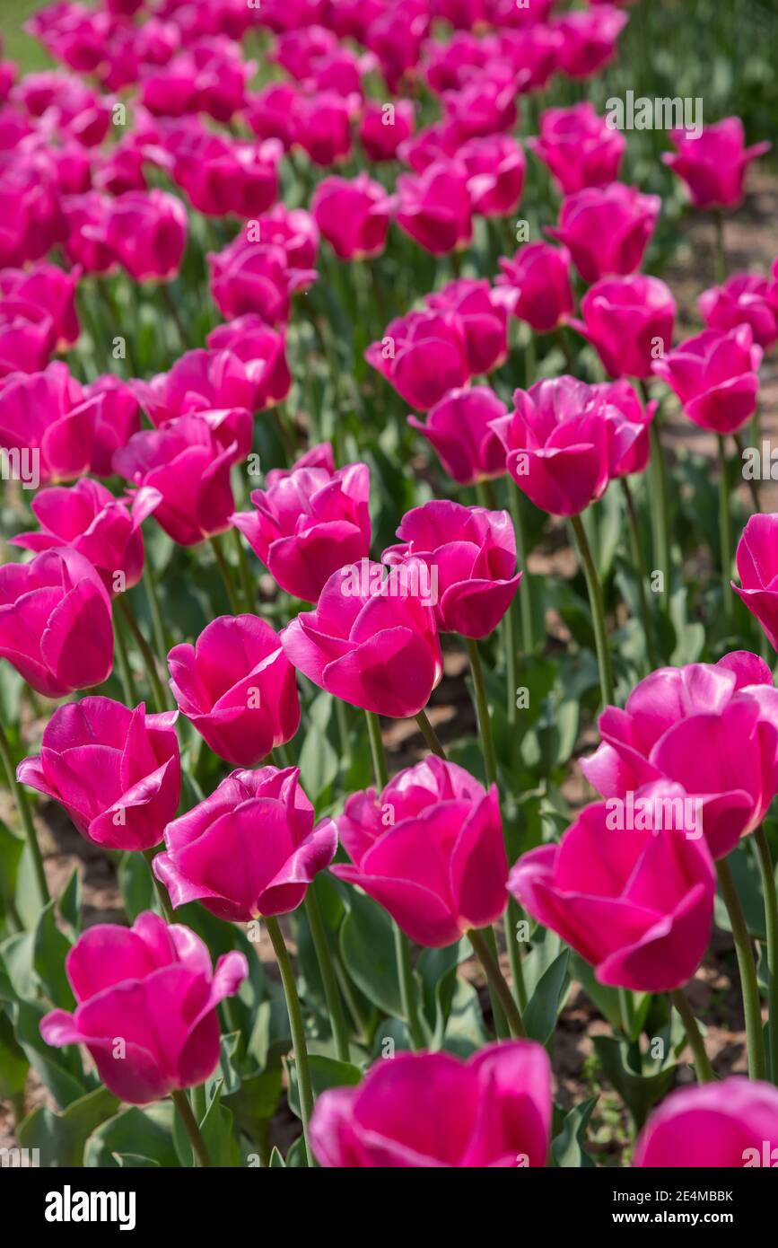 Beautiful pink spring tulips hi-res stock photography and images - Alamy