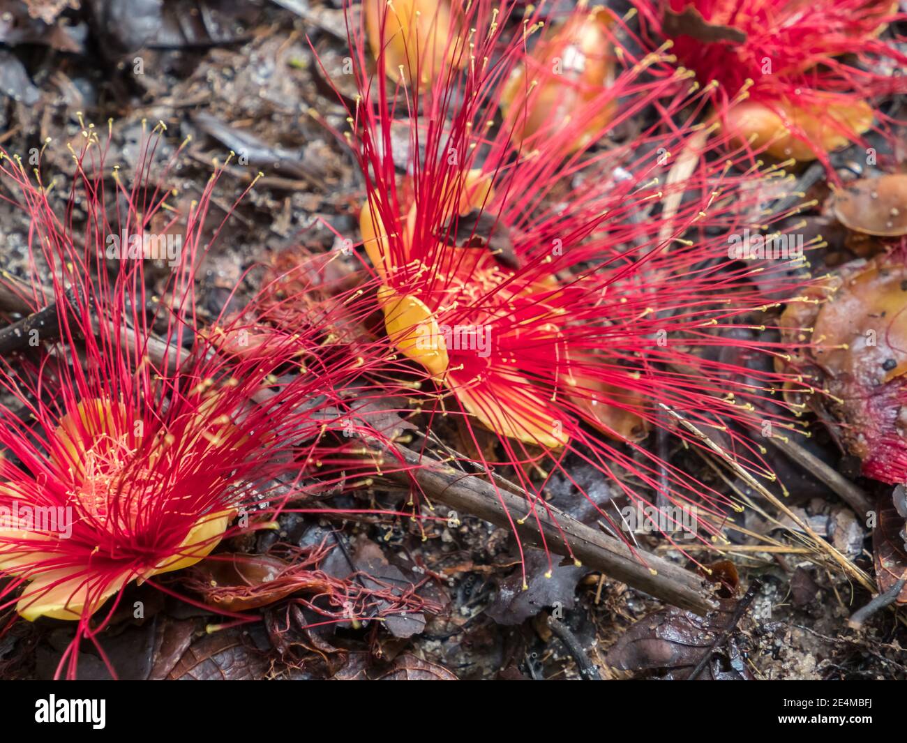 A beautiful red flowers in the Amazon jungle. Name: metrosideros ...