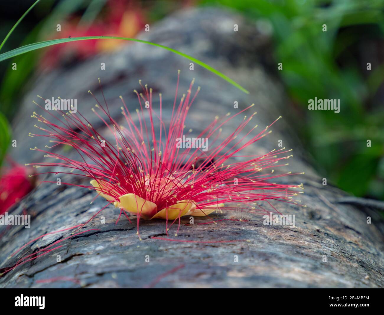 Selva bush hi-res stock photography and images - Alamy