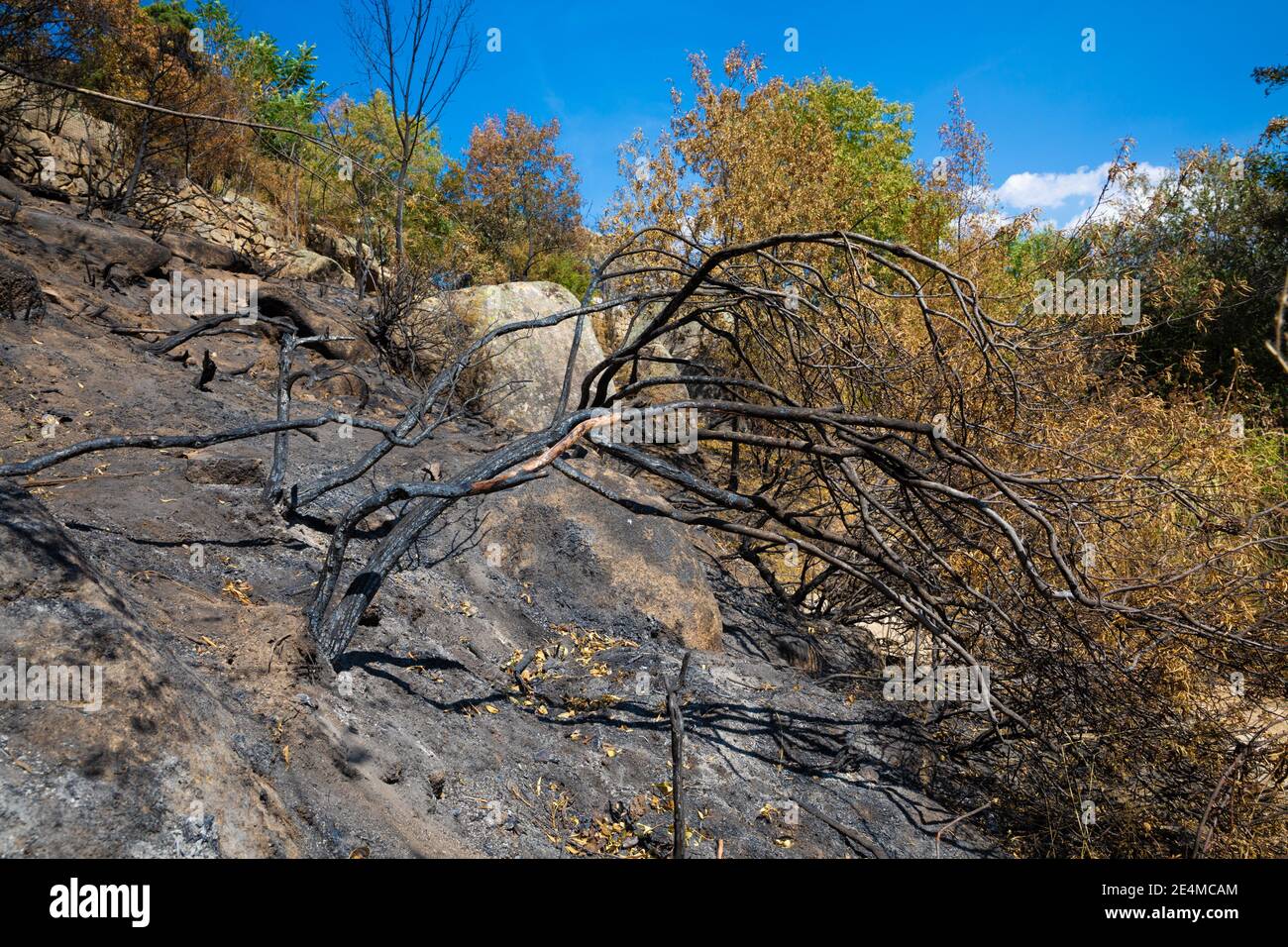 carbonized tree and grove burned after fire in Camorza Gorge (Madrid ...
