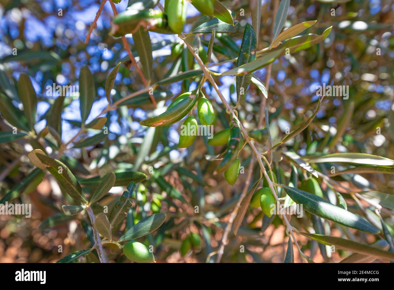 detail of olive tree branch with green fruits and leaves in Ciudad Real ...