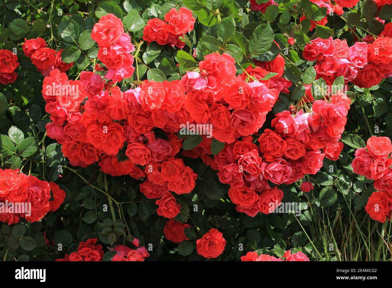 Beautiful big bush of red roses Stock Photo - Alamy