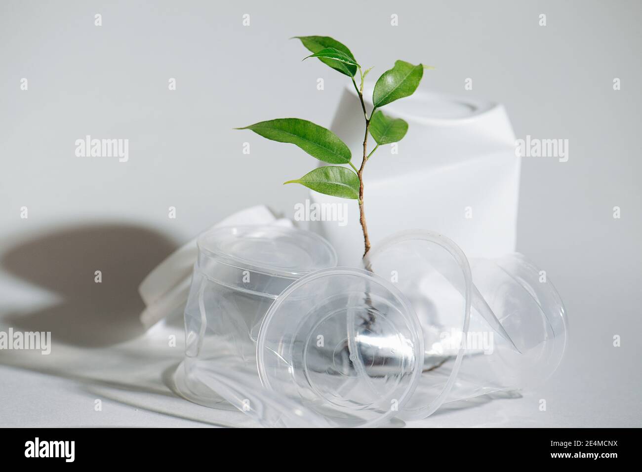 Tiny tree seedling in between crumpled plastic cup. Plastic pollution ...