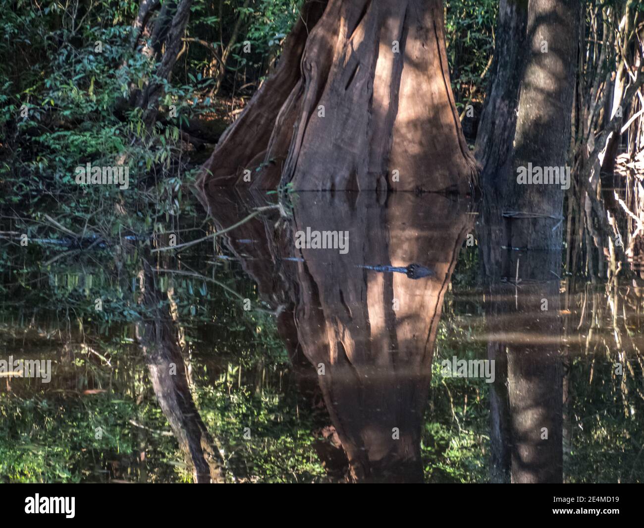 Huge trees standing in the water in the jungle floodplain. Sunbeams and ...