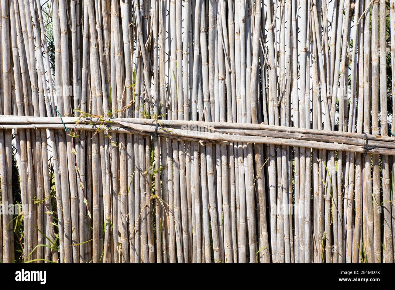 background with fence of dry trunks of canes plant aligned and tied ...
