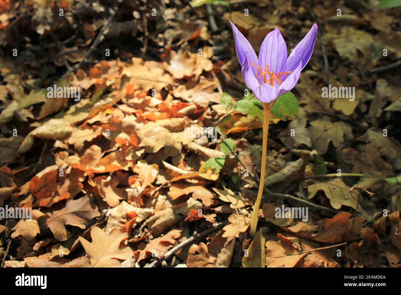 Crocus in the forest hi-res stock photography and images - Alamy