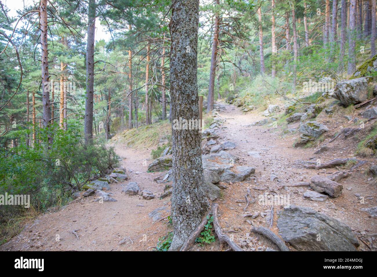 bifurcation in two trails to choose in pine tree forest in Canencia ...