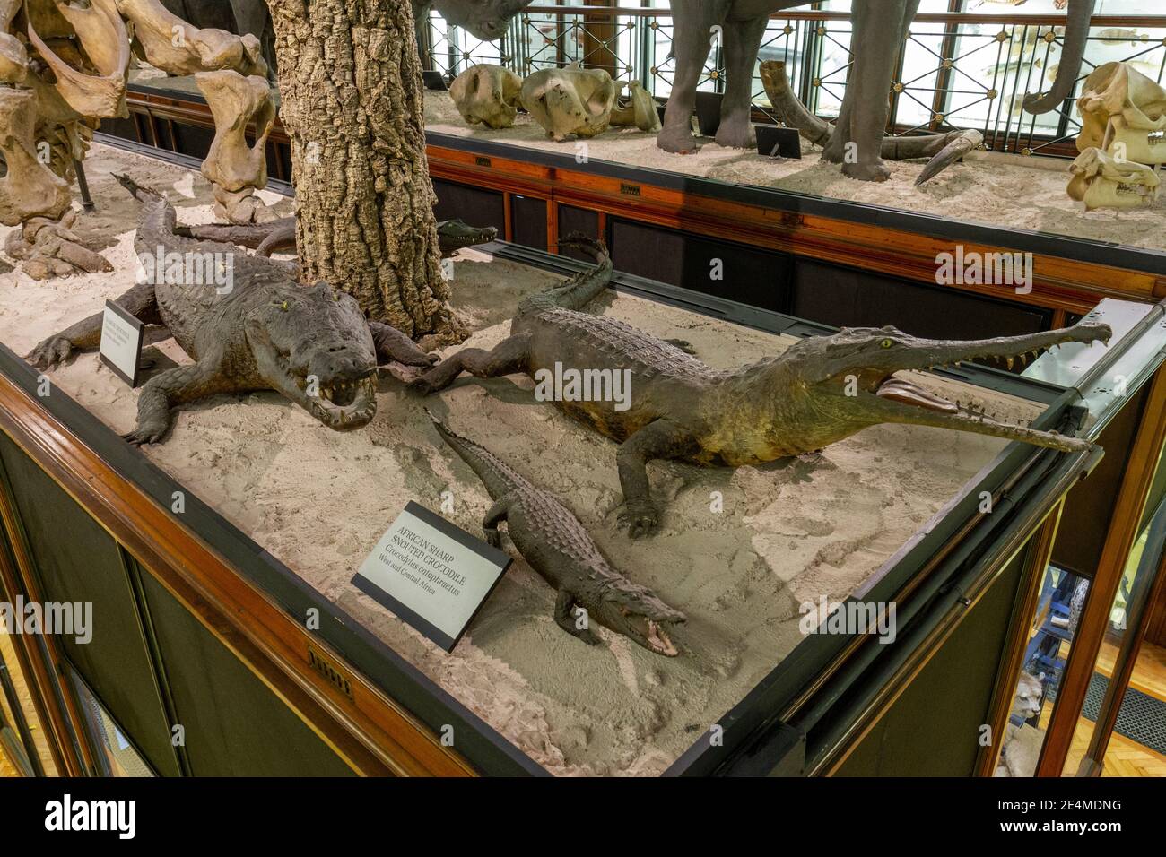 Various preserved crocodiles (Siamese, African Sharp Snouted Crocodile ...