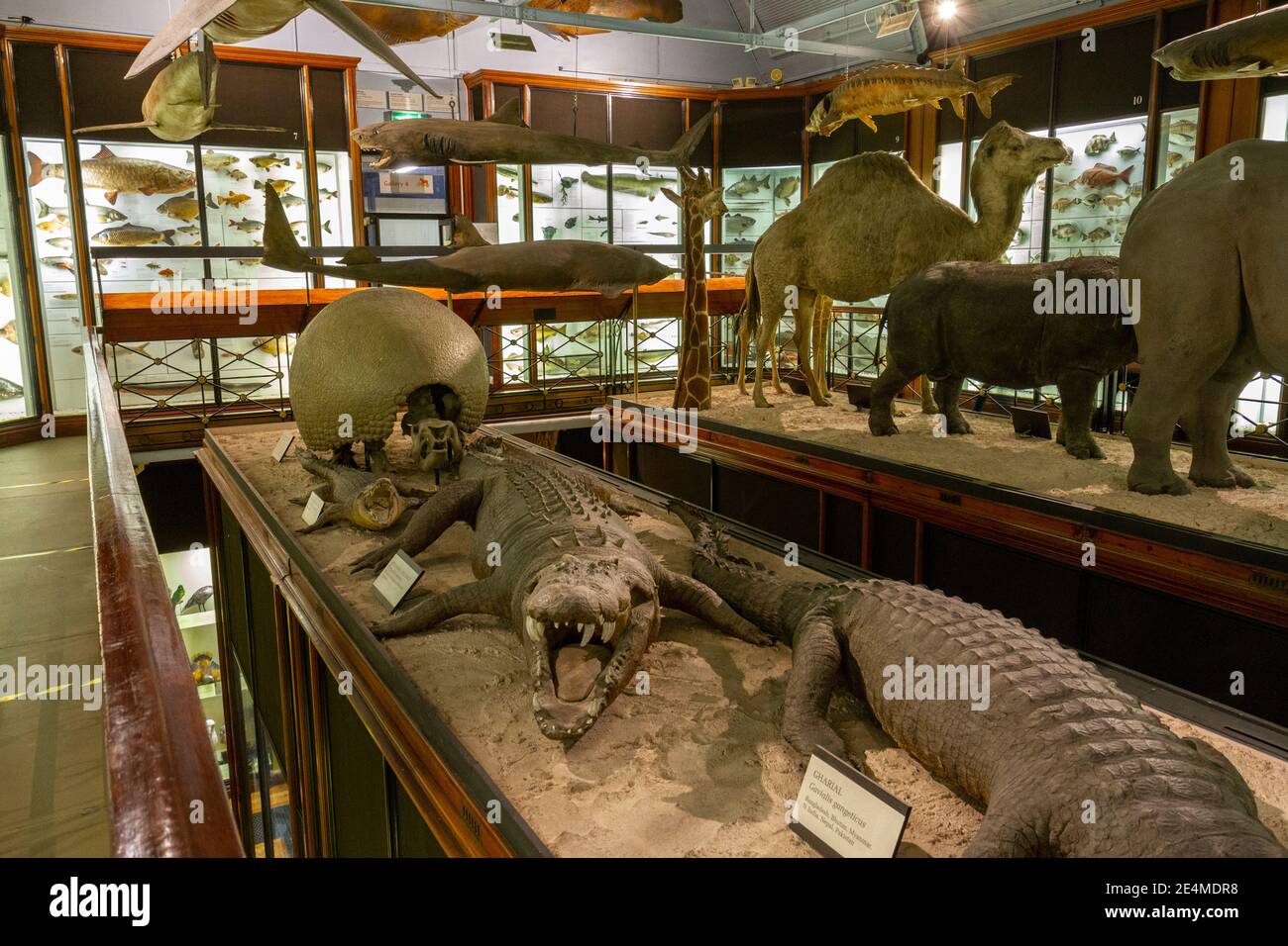 General view of the Natural History Museum at Tring, Herts, UK. It ...