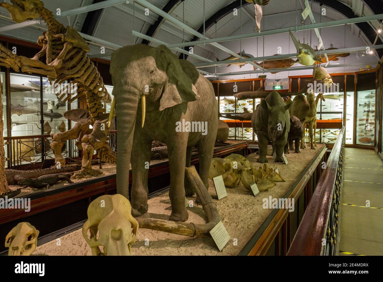 General view of the Natural History Museum at Tring, Herts, UK. It ...