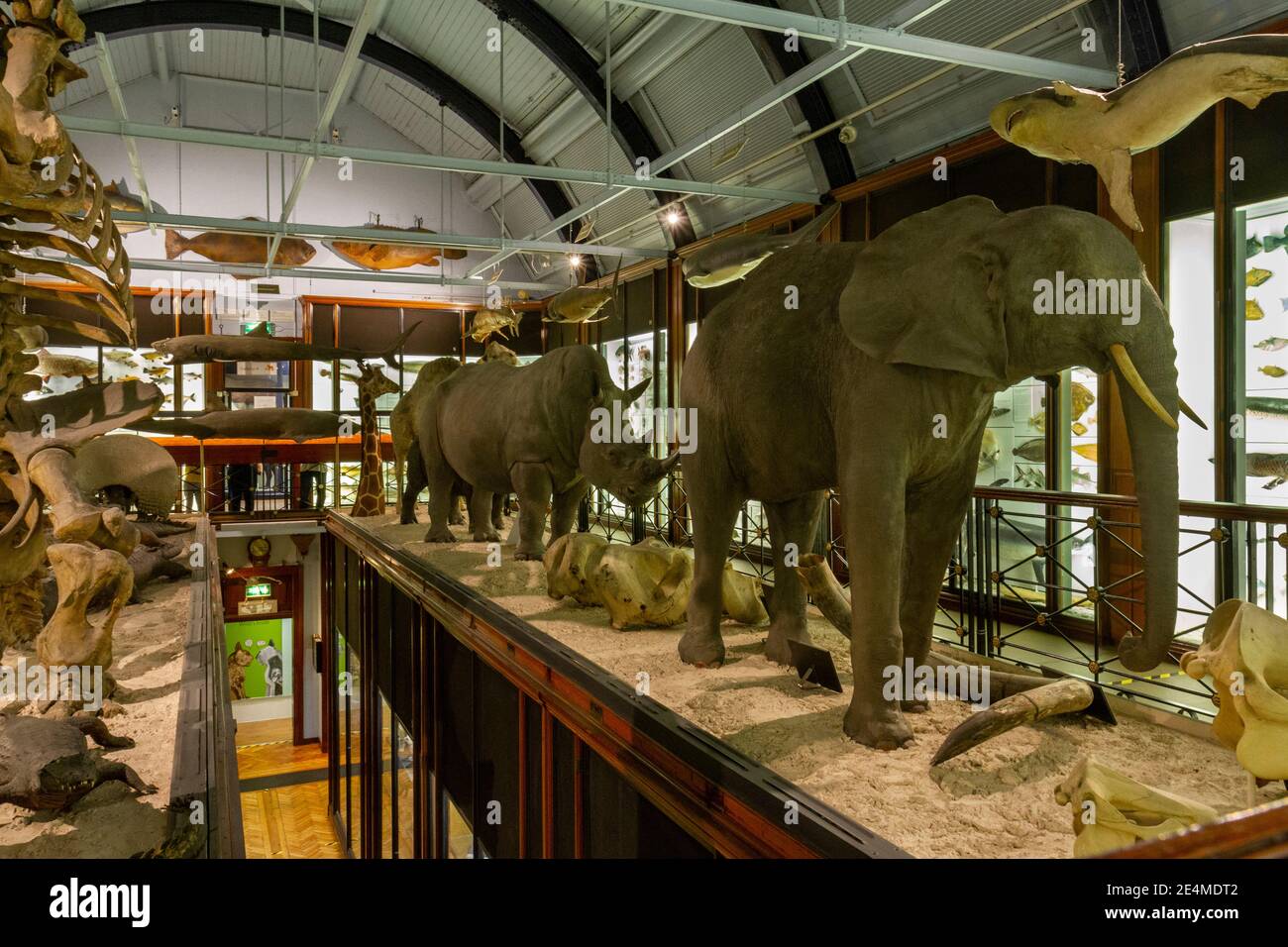 General view of the Natural History Museum at Tring, Herts, UK. It ...