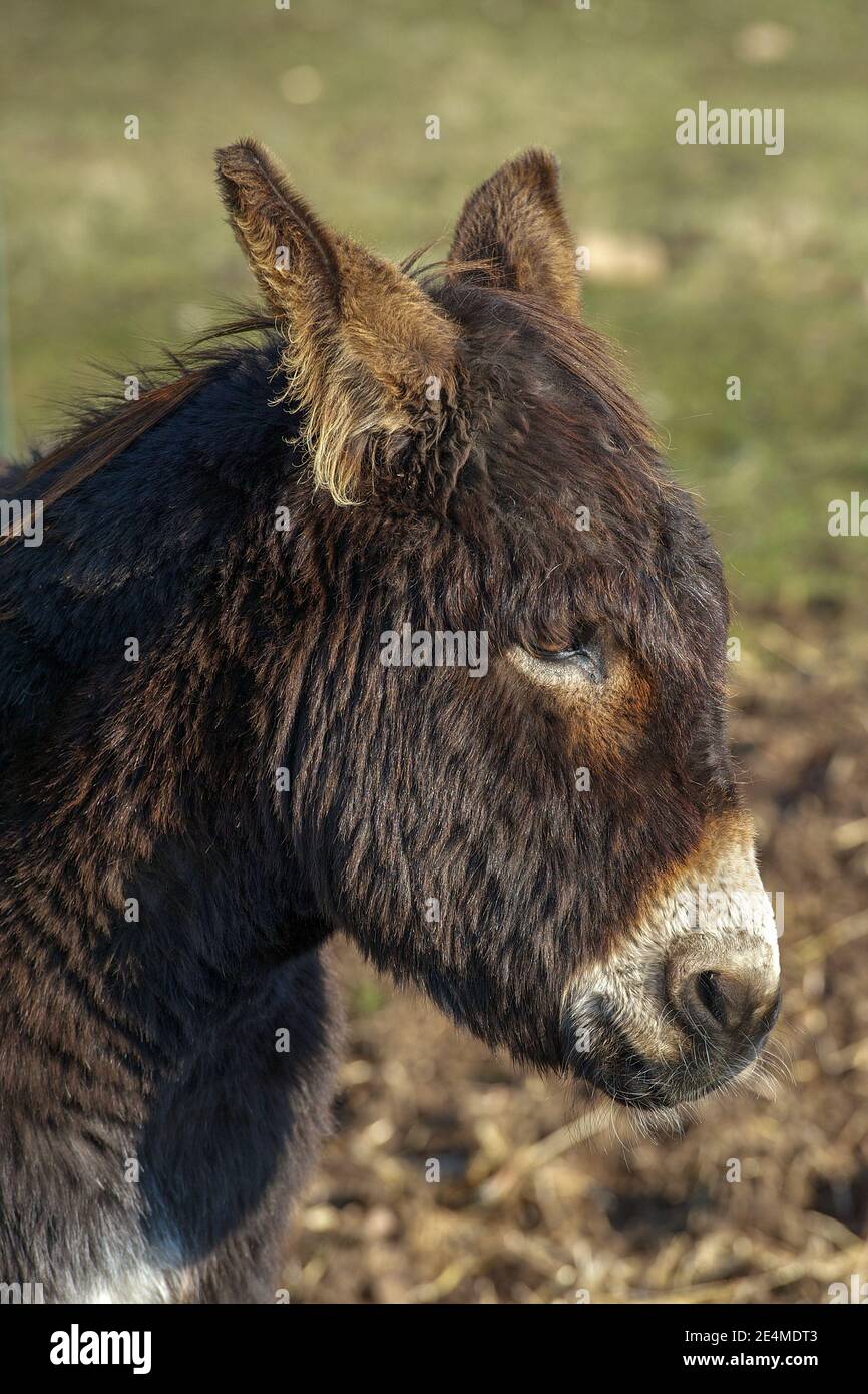 Donkey grass hi-res stock photography and images - Alamy