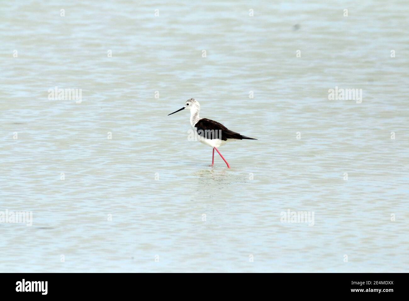 A closeup of a cute black-winged stilt in the water during the daytime ...