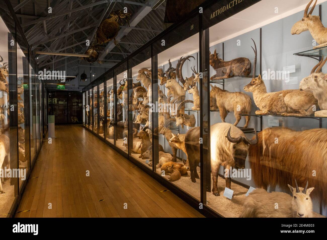 General view of the Natural History Museum at Tring, Herts, UK. It ...