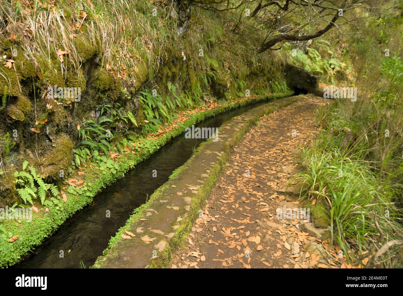 Typical levada walk in Madeira with the footpath running alongside the ...