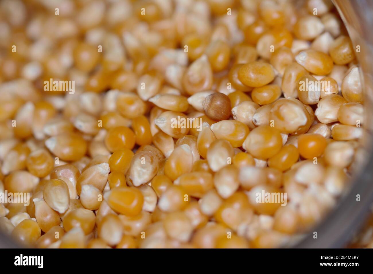 Dent corn hi-res stock photography and images - Alamy