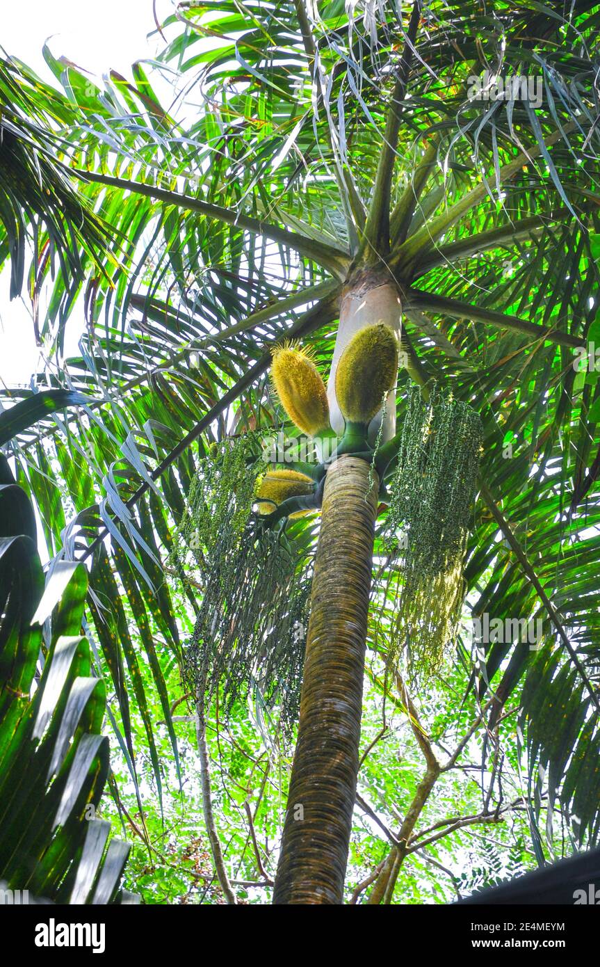 Sala Tree High Resolution Stock Photography and Images - Alamy