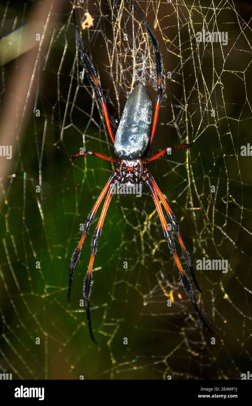 Redleg orbweaver hi-res stock photography and images - Alamy