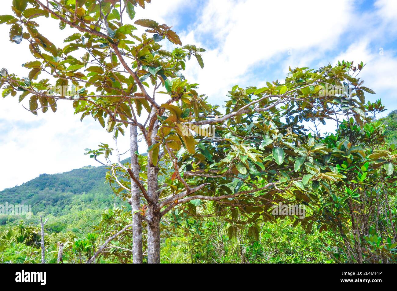 Persea americana tree hi-res stock photography and images - Alamy