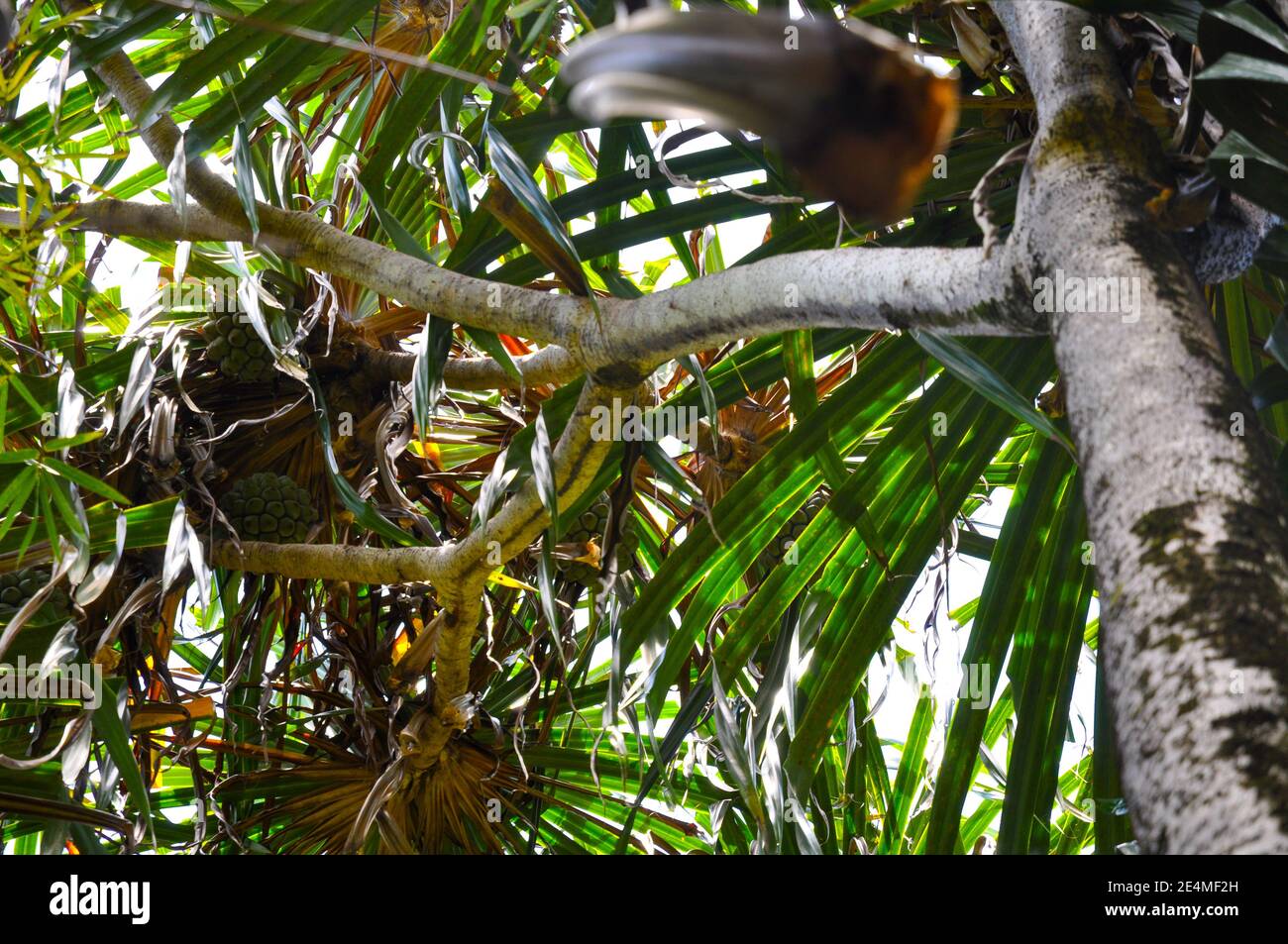 Tropical tree view from below. Thatch Screwpine (Pandanus tectorius ...