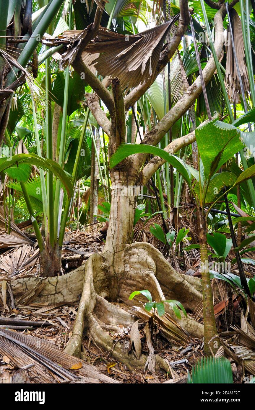 Wild fig tree roots hi-res stock photography and images - Alamy