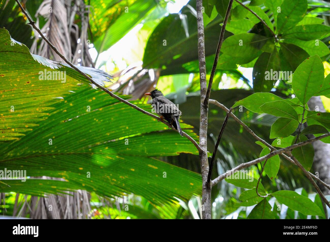 Seychelles endemic bird hi-res stock photography and images - Alamy