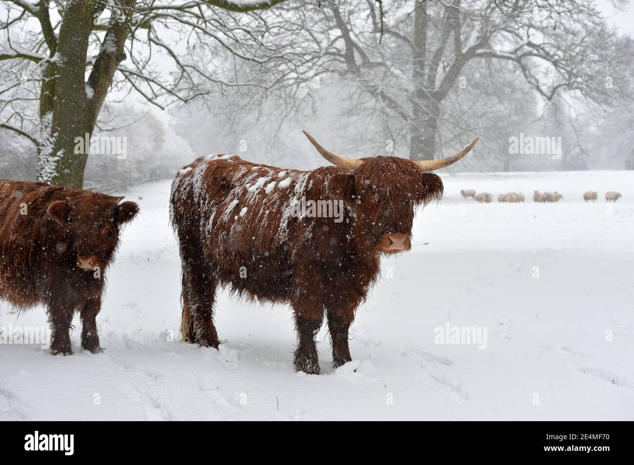 Leicester, Leicestershire, UK 24th Jan 2021. UK. Weather. Snow ...