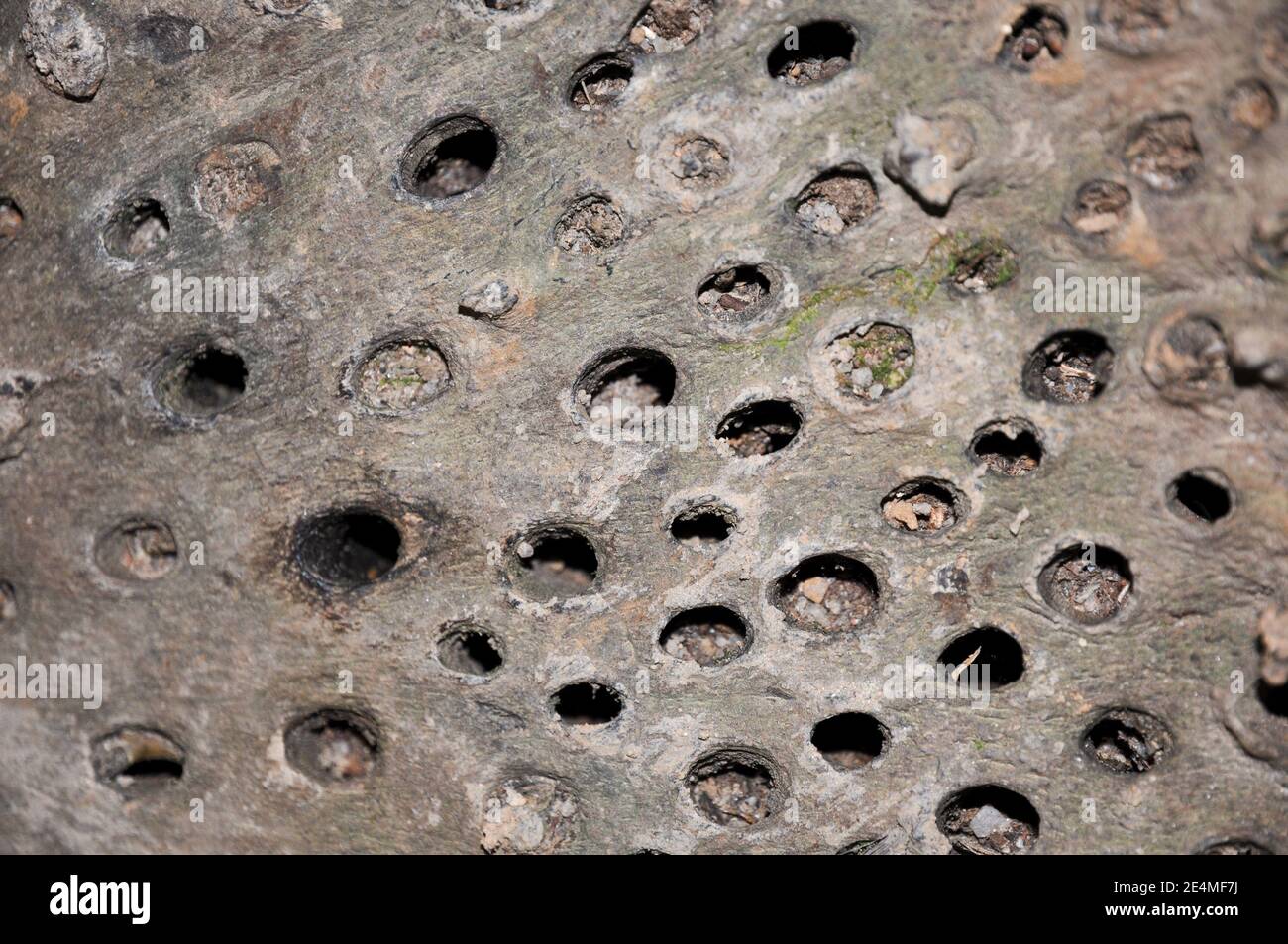 Rough Surface of the palm tree interior. holes on wooden tree stump ...