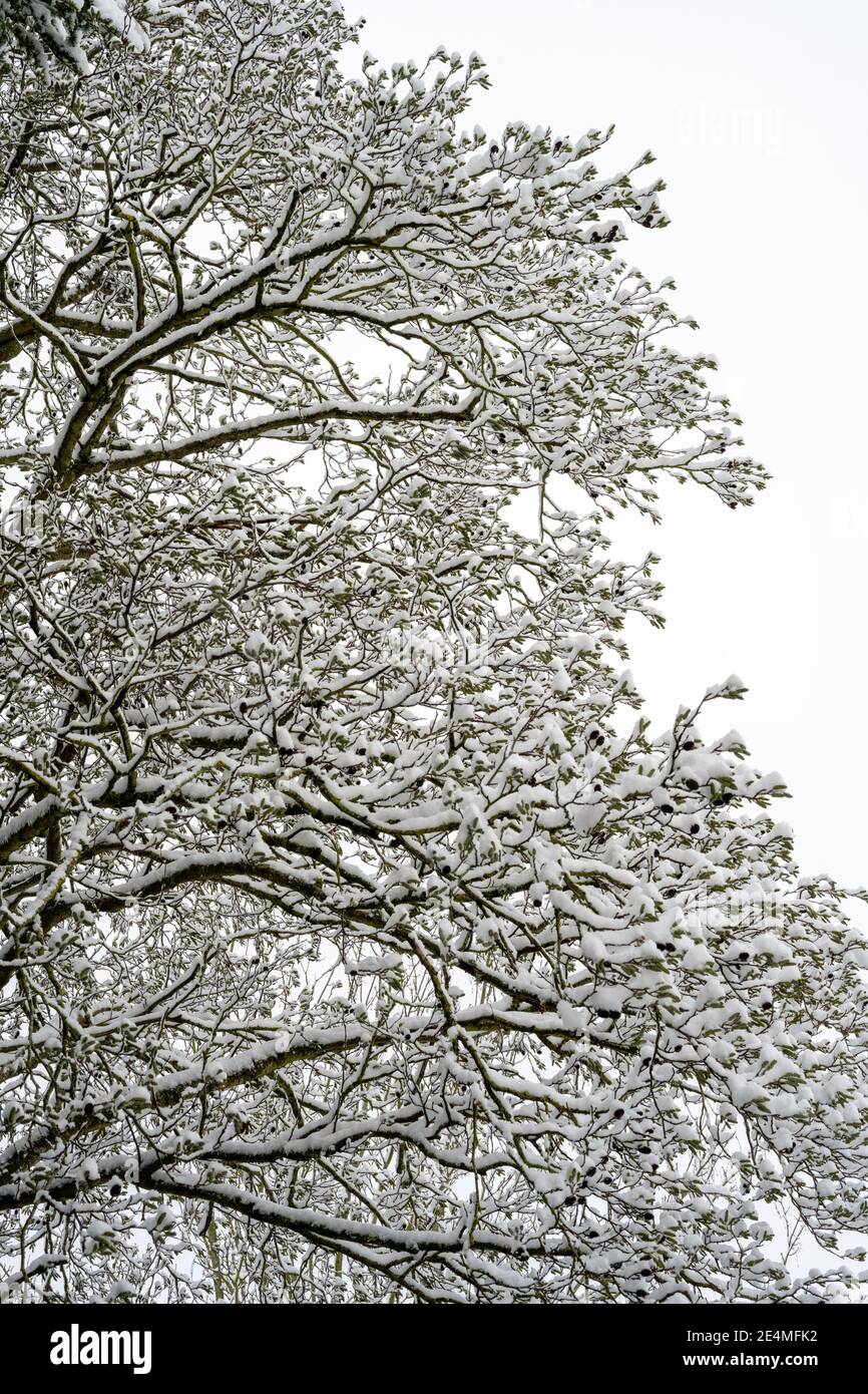 Snow covered trees Stock Photo - Alamy