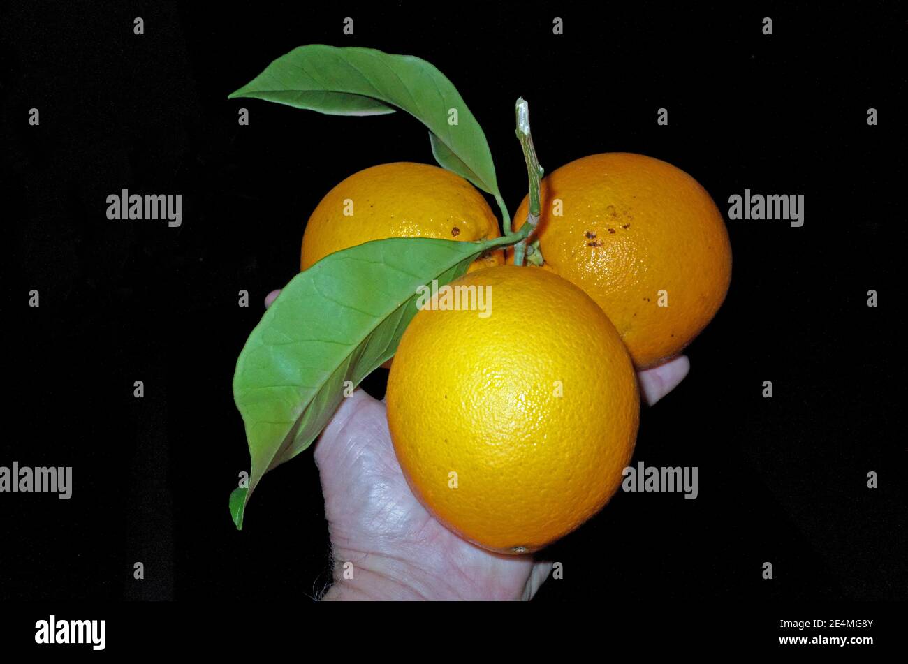 Orange fruit close-up Stock Photo - Alamy