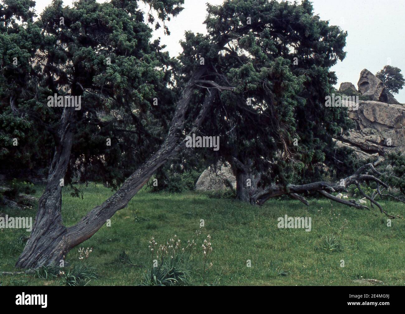 Juniper tree (juniperus phoenicia) in Sardinia, Italy (scanned from ...
