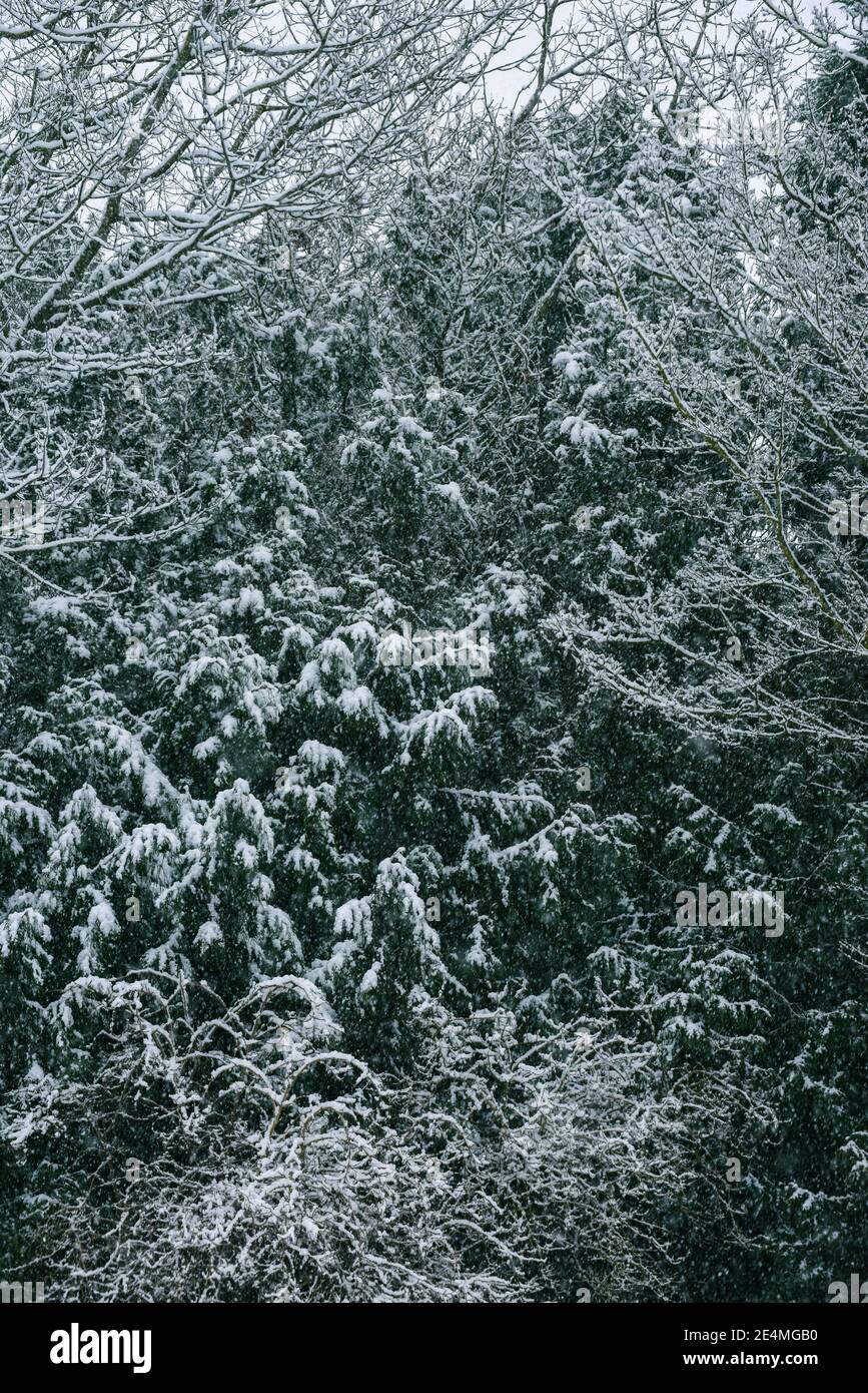 Heavy snow settles on hi-res stock photography and images - Alamy