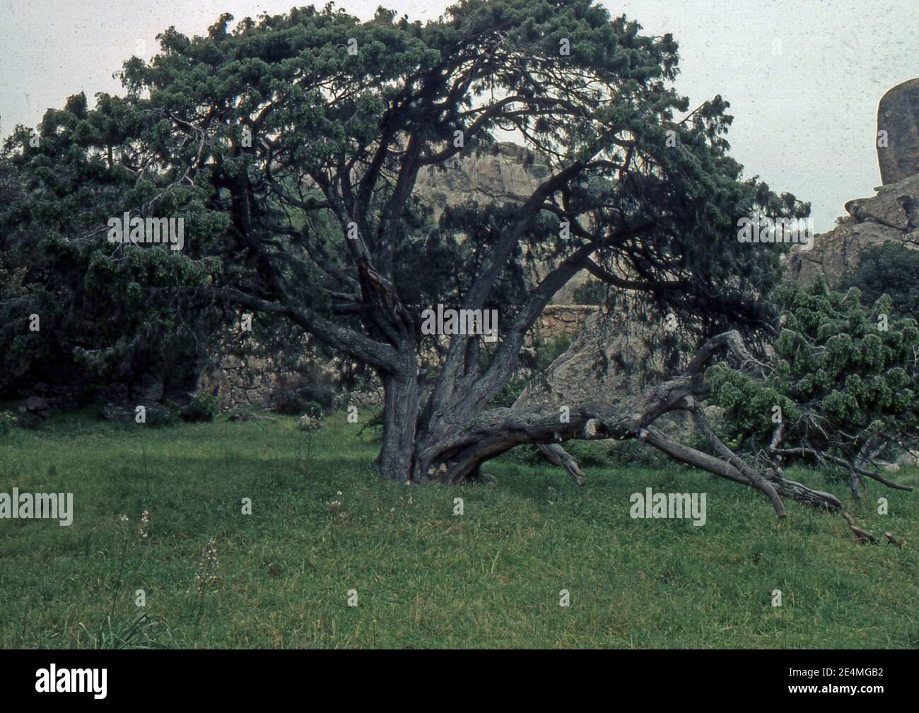 Juniper tree (juniperus phoenicia) in Sardinia, Italy (scanned from ...