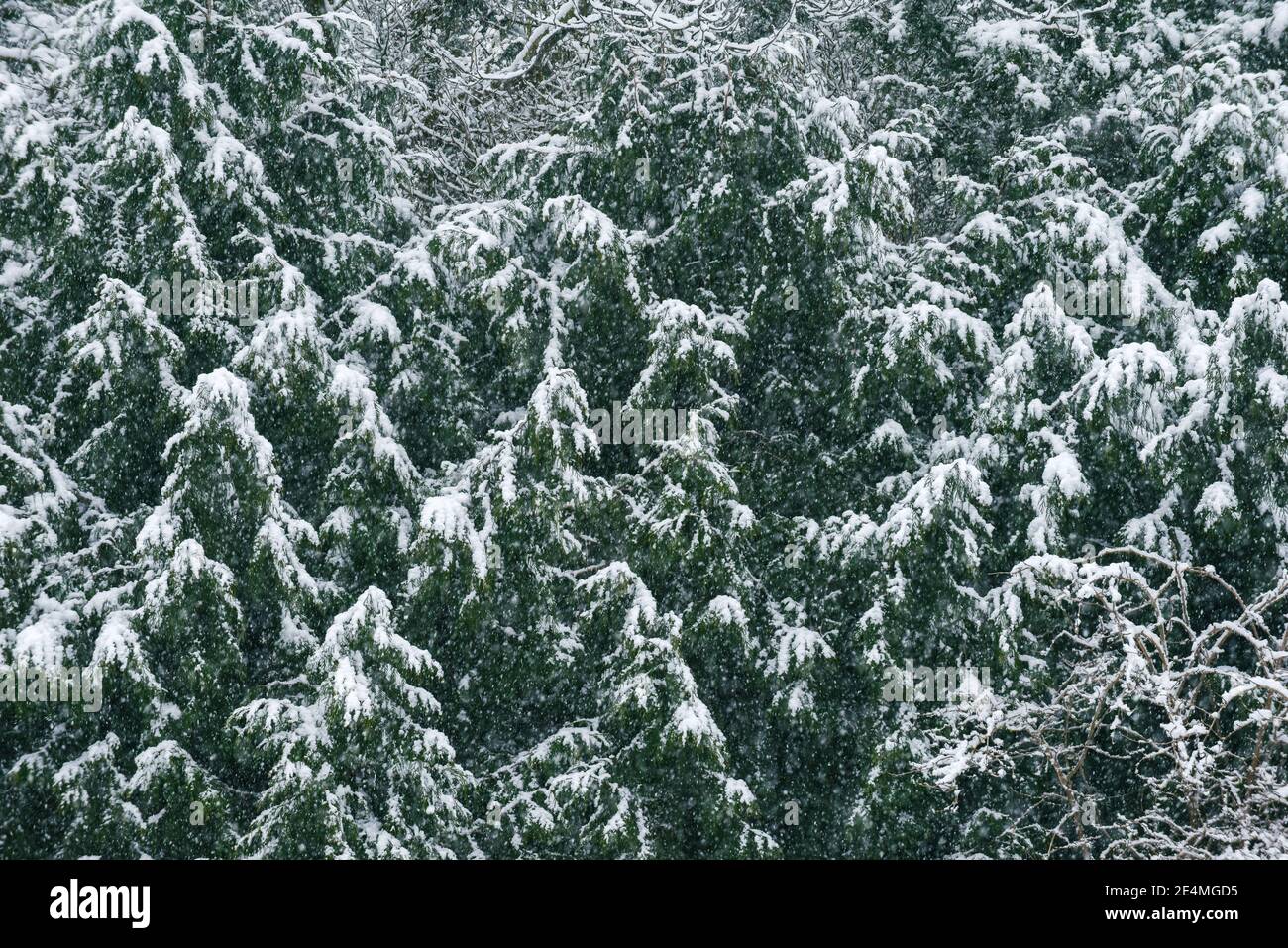 Heavy snow settles on tree branches on evergreen trees Stock Photo - Alamy
