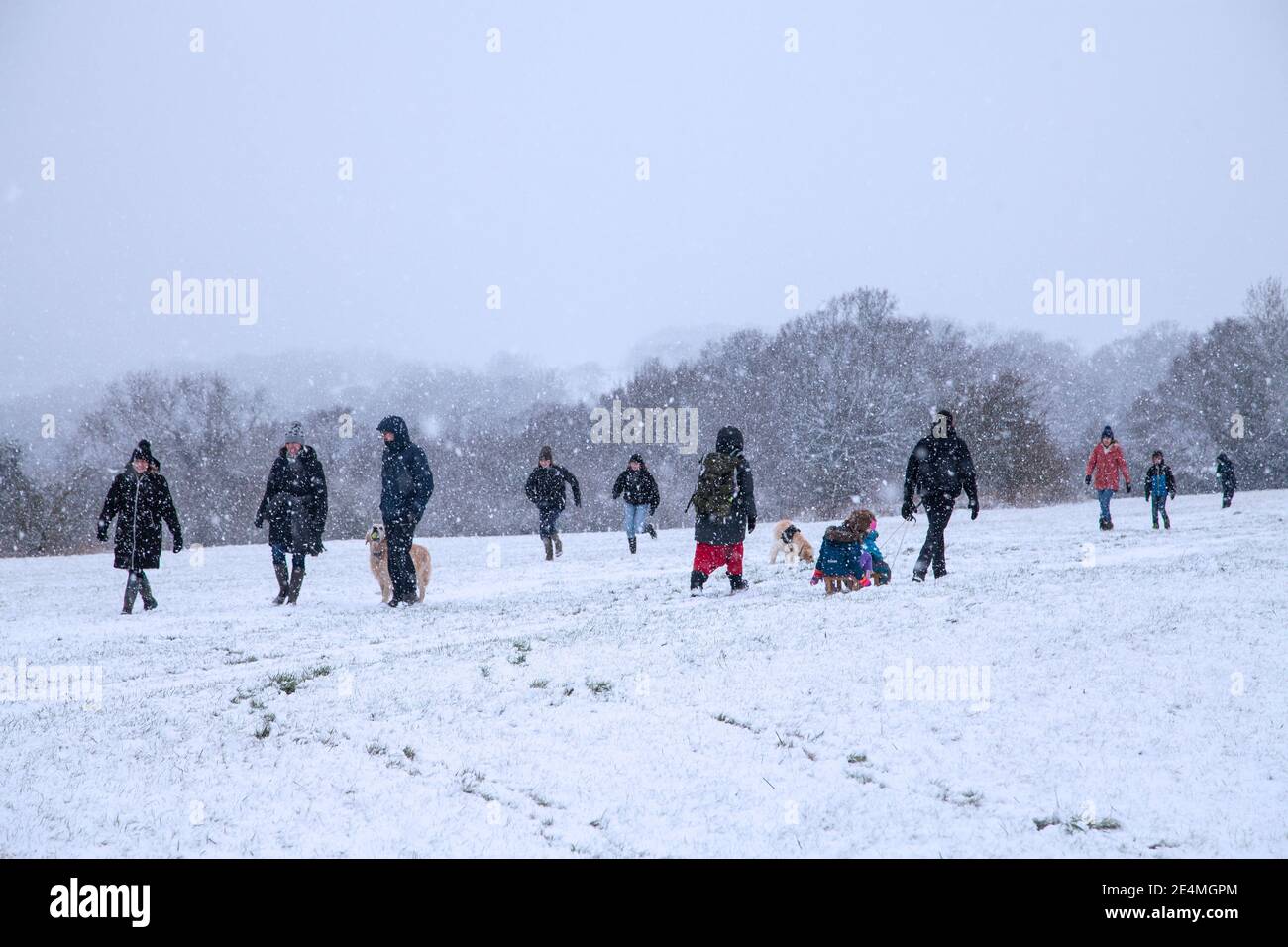 People having fun in a park during a snowfall Stock Photo - Alamy