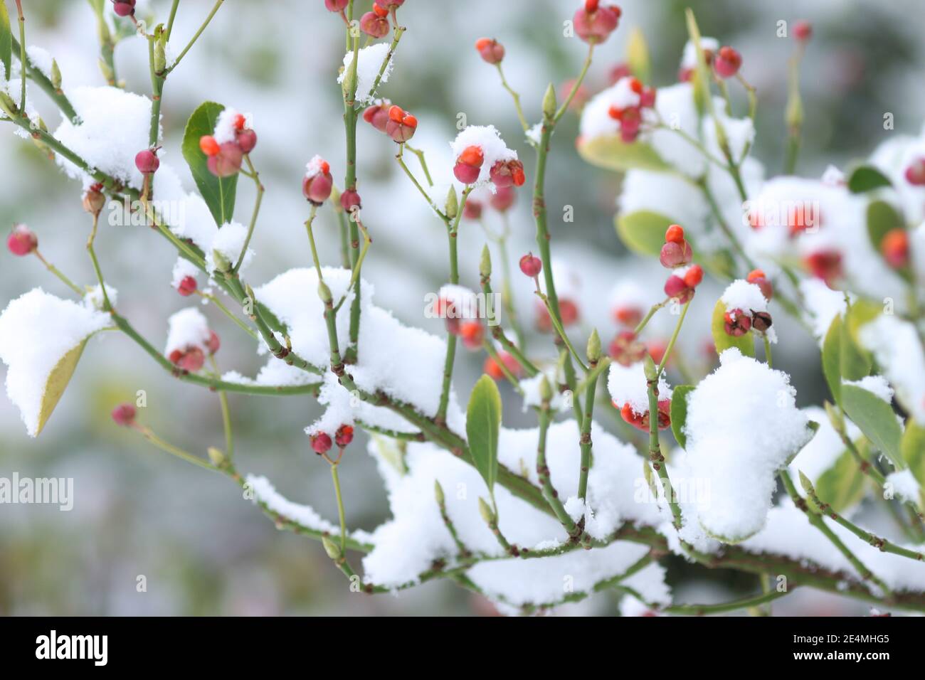Snow on plant with red berries, England, UK Stock Photo - Alamy